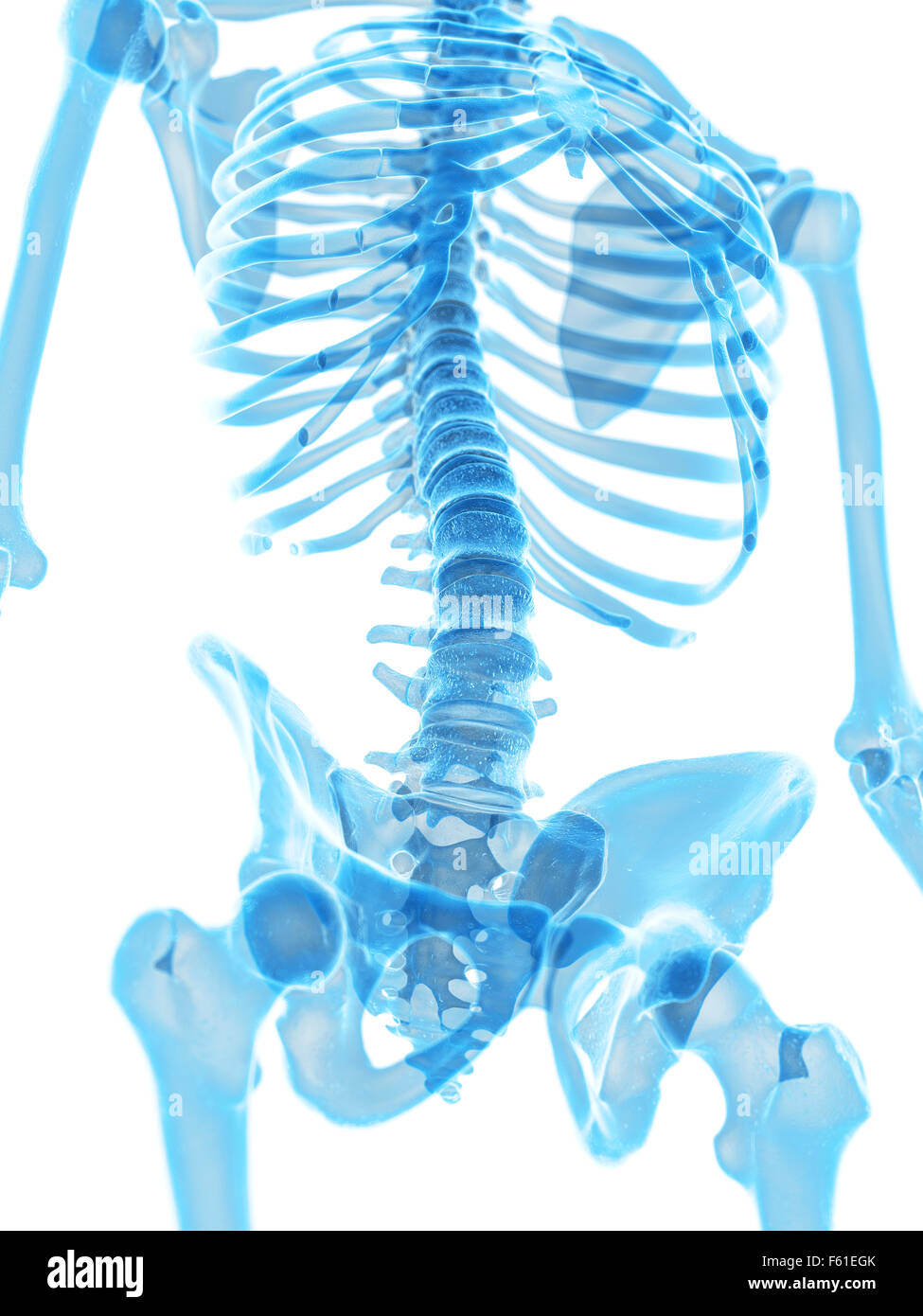 medically accurate illustration of the spine Stock Photo - Alamy