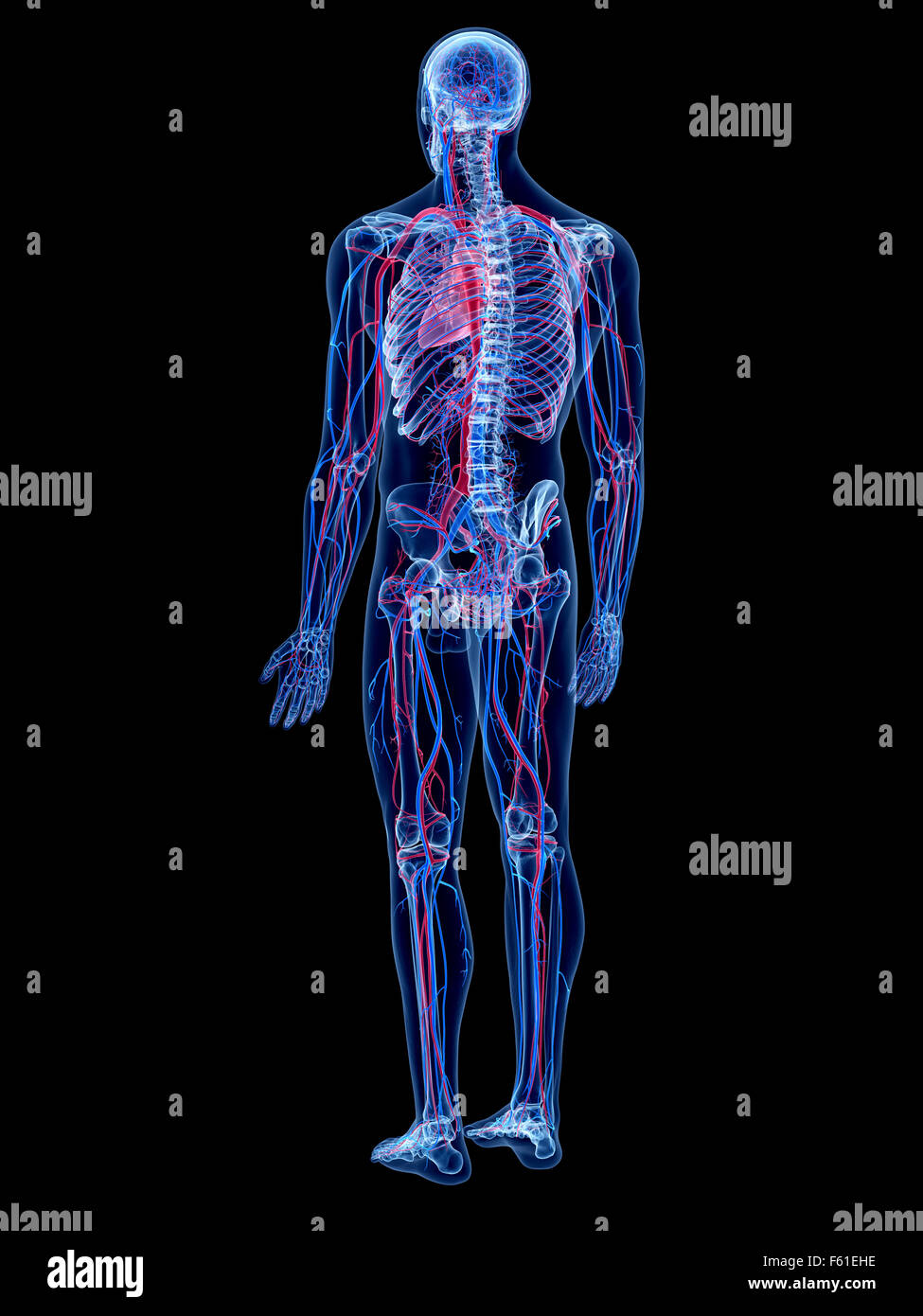 Vascular system hi-res stock photography and images - Alamy