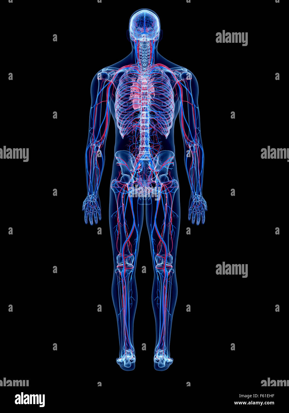 the human vascular system Stock Photo - Alamy