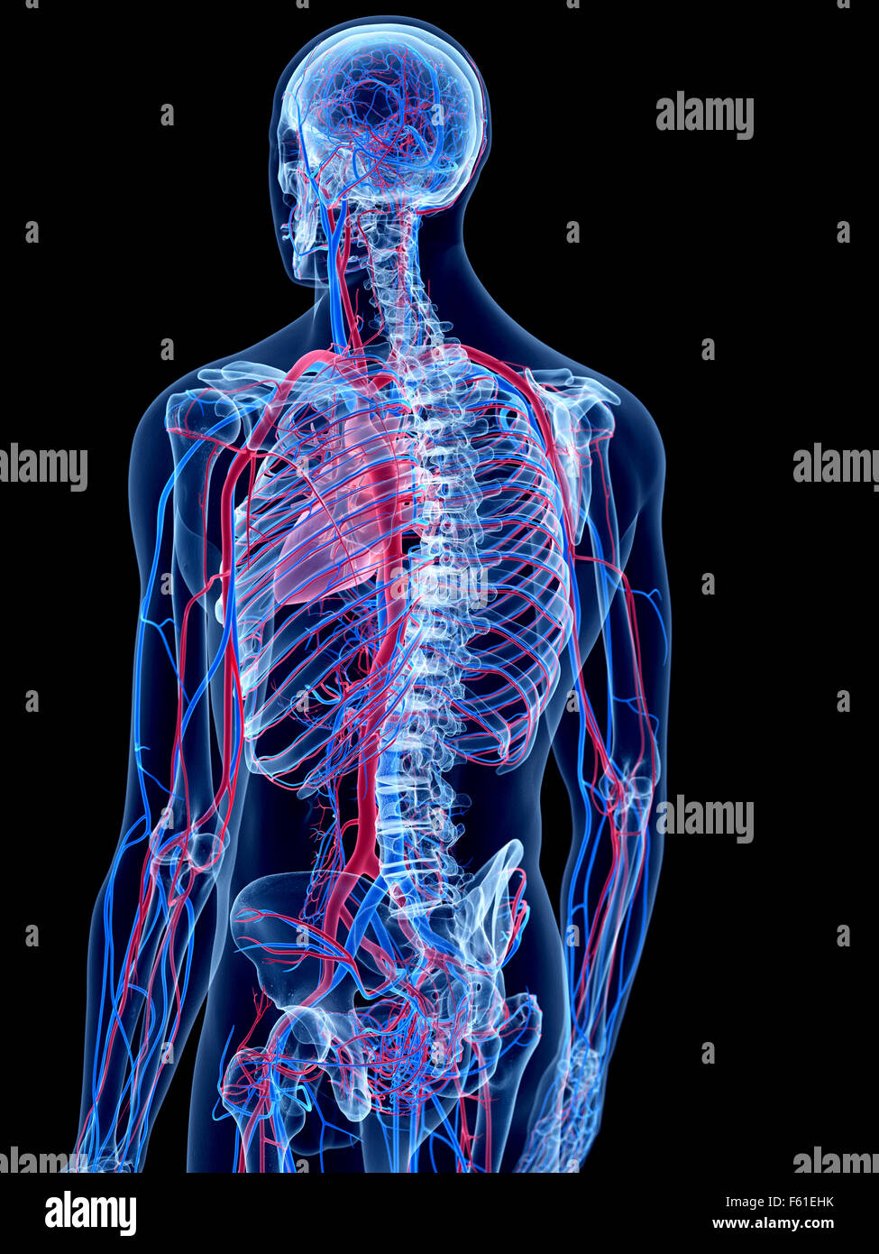 the human vascular system Stock Photo - Alamy