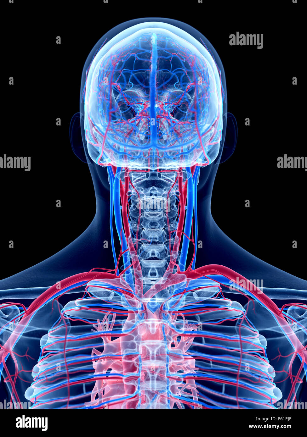 the human vascular system - the neck Stock Photo - Alamy