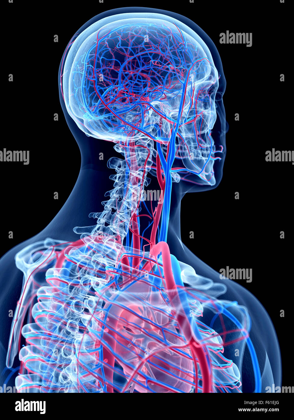 the human vascular system - the neck Stock Photo - Alamy