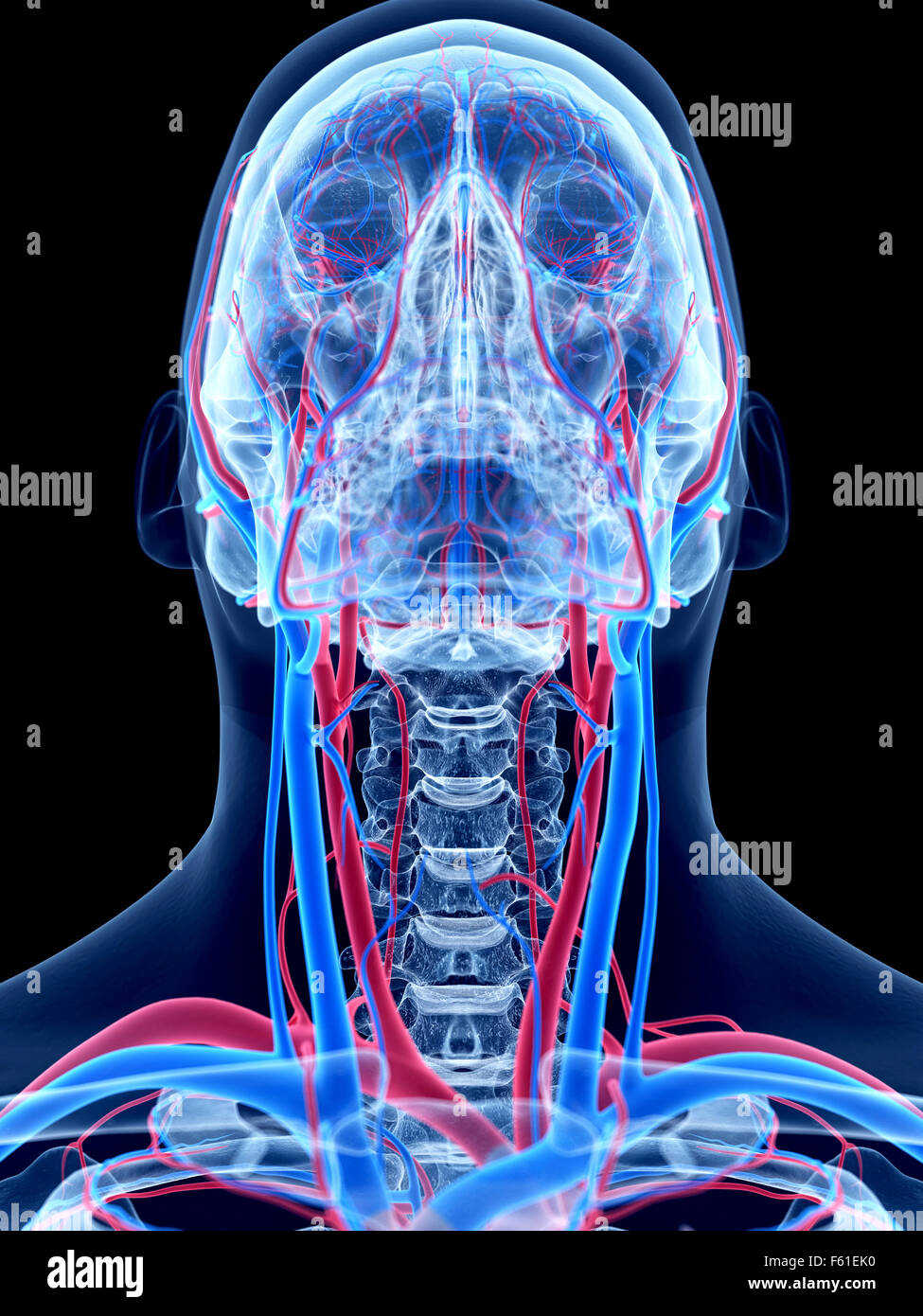the human vascular system - the neck Stock Photo - Alamy