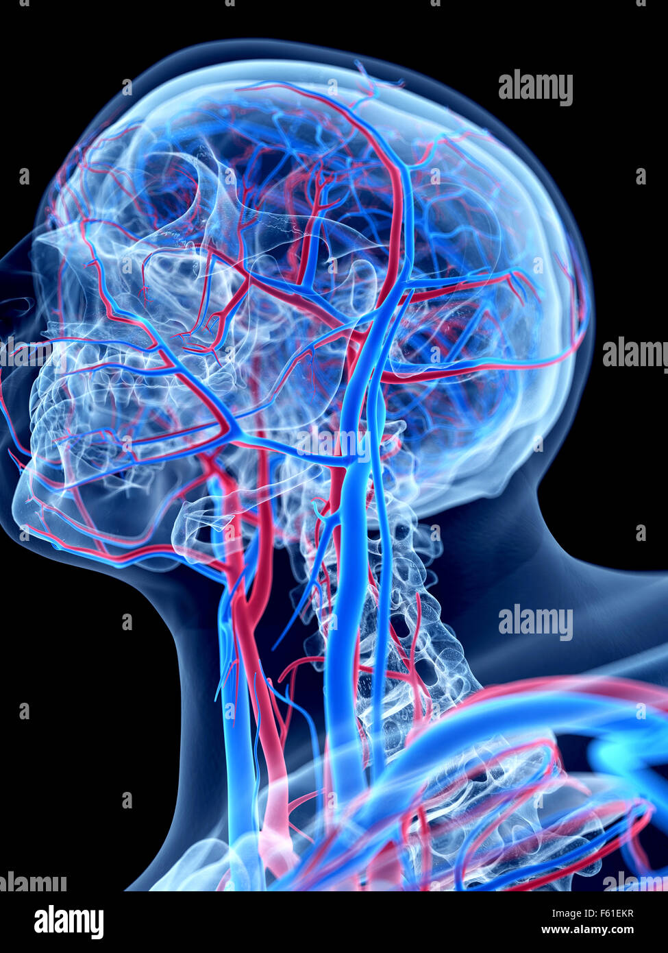 the human vascular system - the neck Stock Photo - Alamy