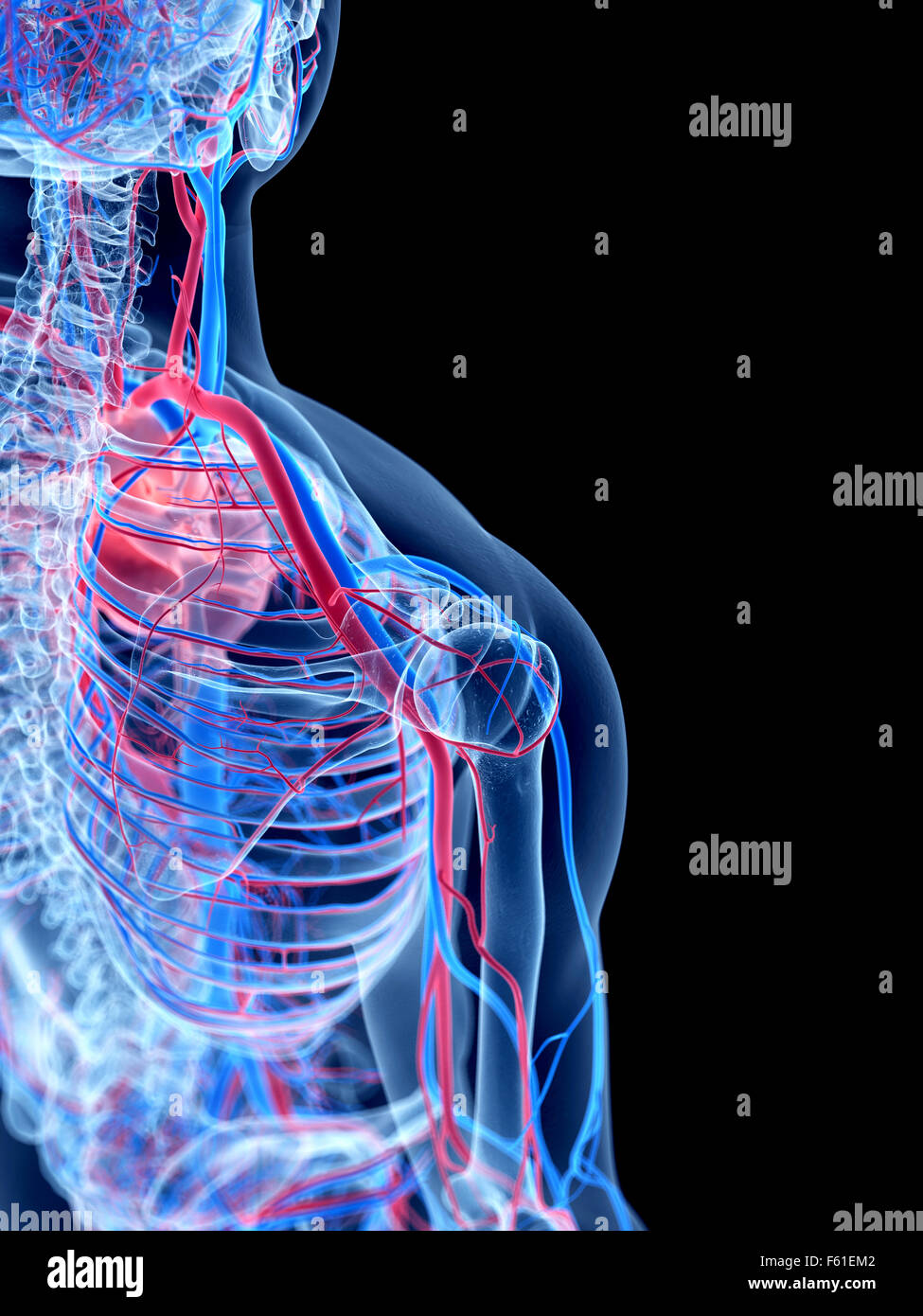 the human vascular system - the shoulder Stock Photo - Alamy
