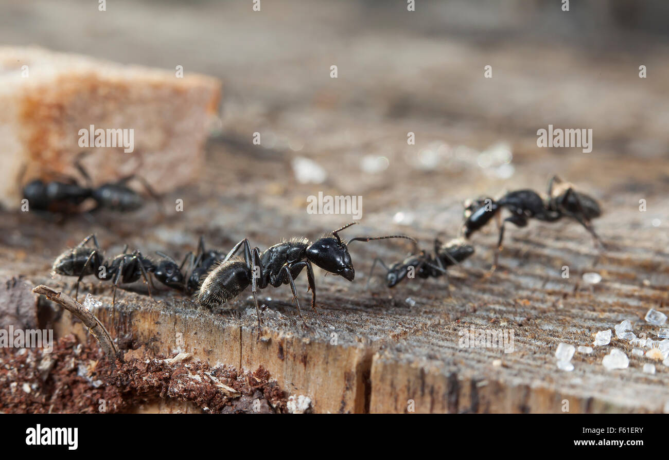 big forest ant in a native habitat Stock Photo - Alamy