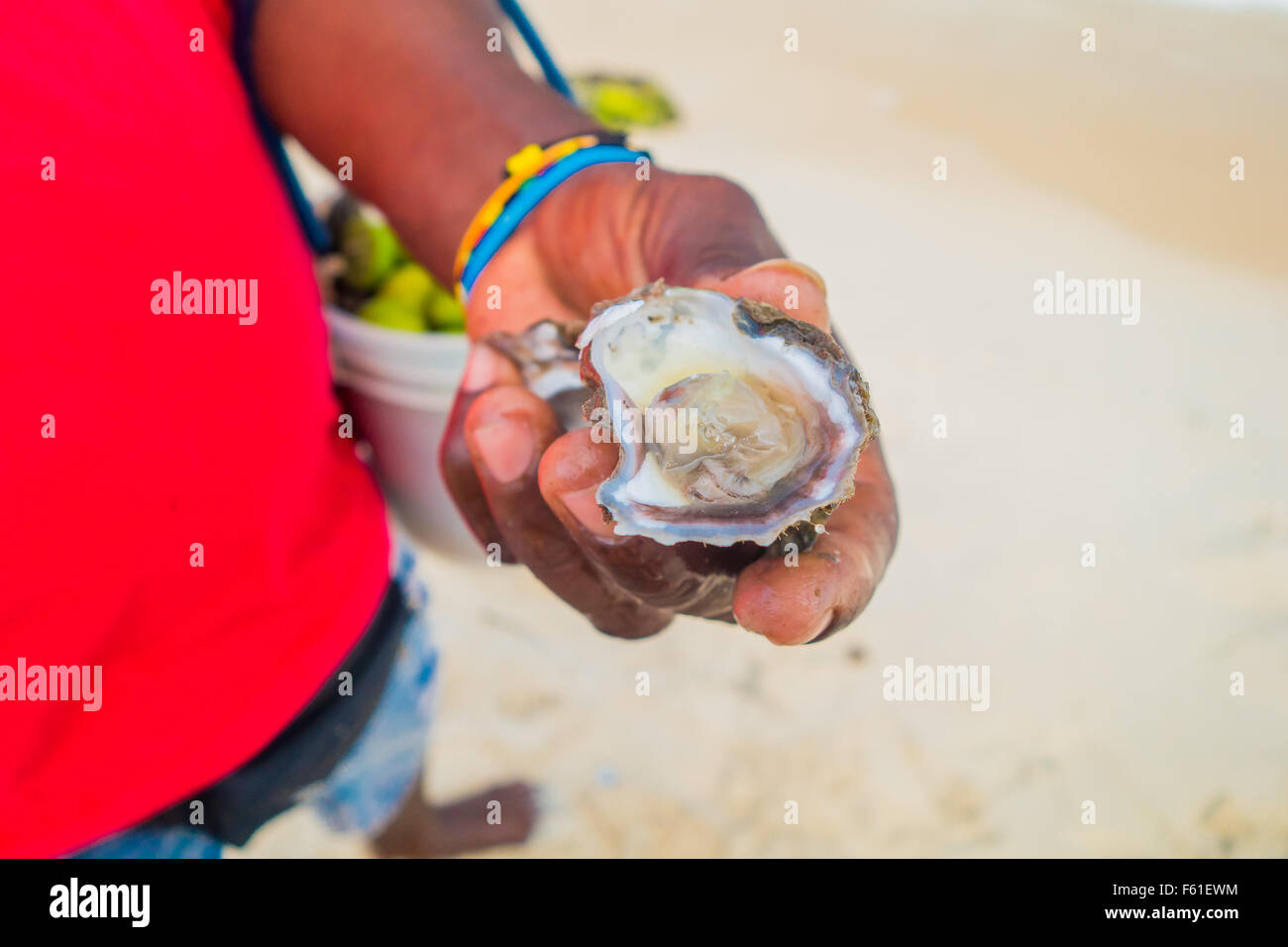 Fresh clam opened by beach vendor in Playa Blanca, Colombia Stock Photo ...