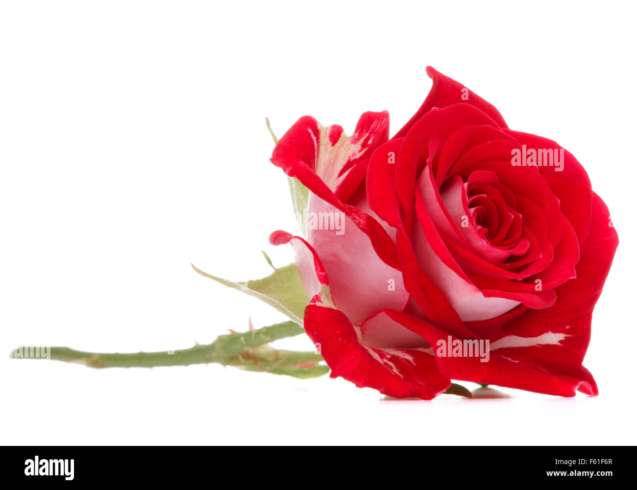 Red rose flower head isolated on white background cutout Stock Photo ...