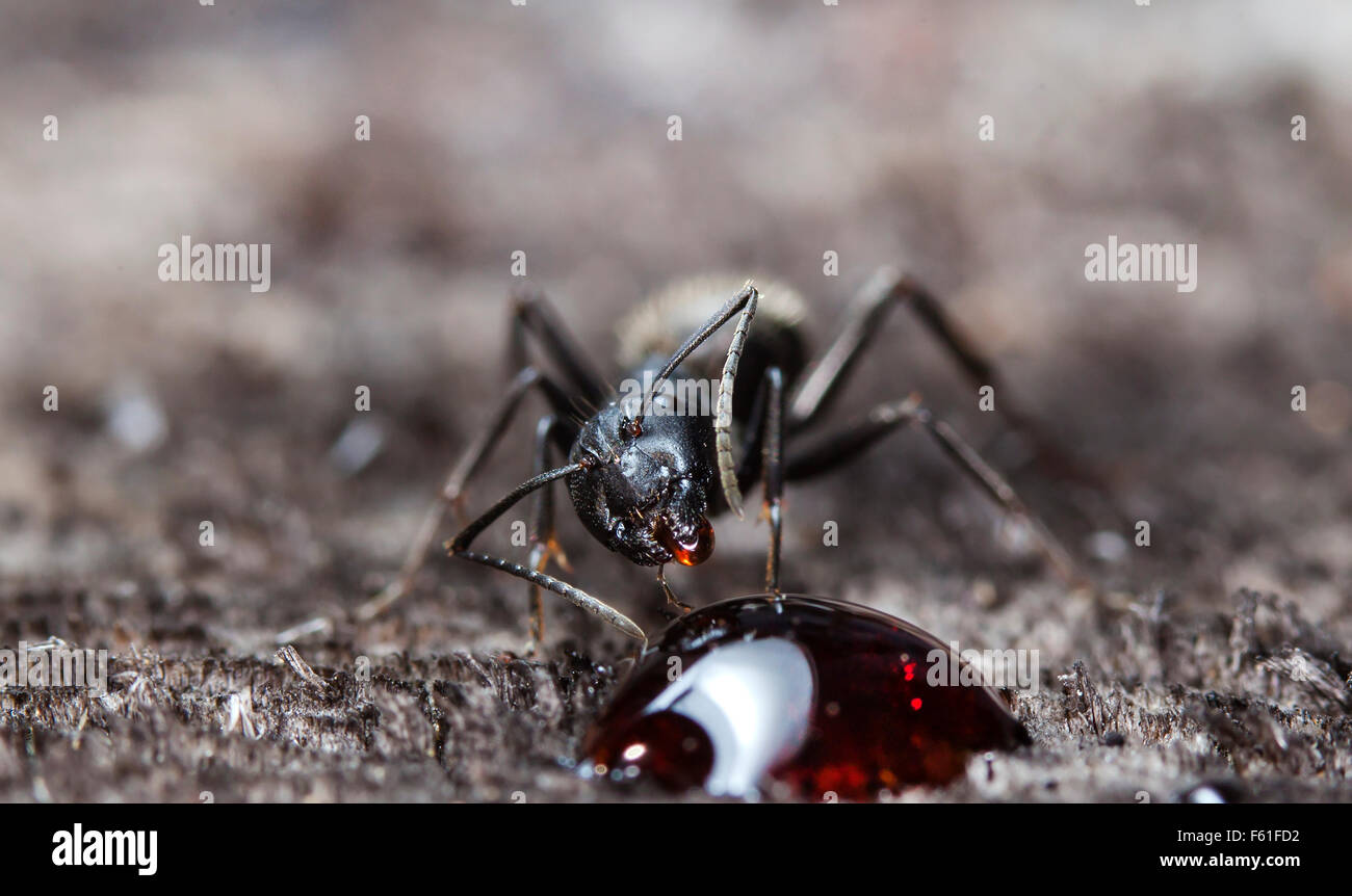big forest ant eats strawberry jam Stock Photo - Alamy