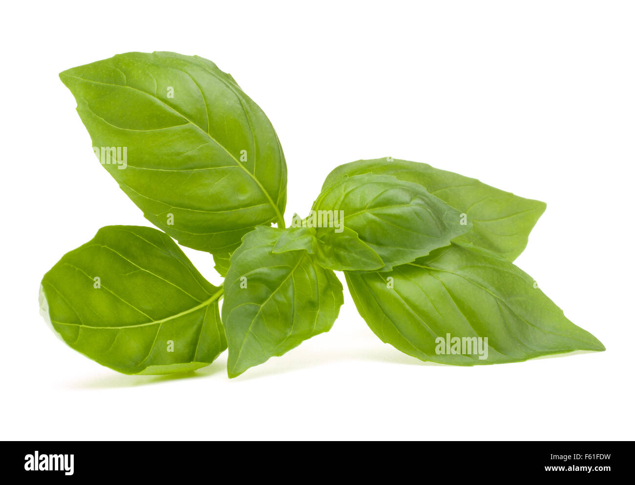 Sweet basil leaves isolated on white background Stock Photo - Alamy