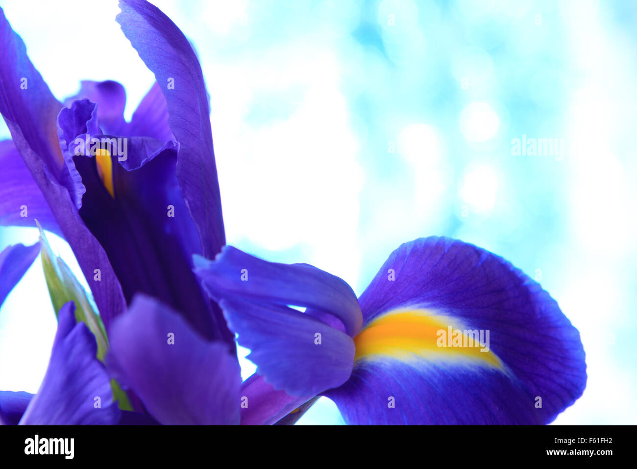 Beautiful blue iris flowers background Stock Photo - Alamy