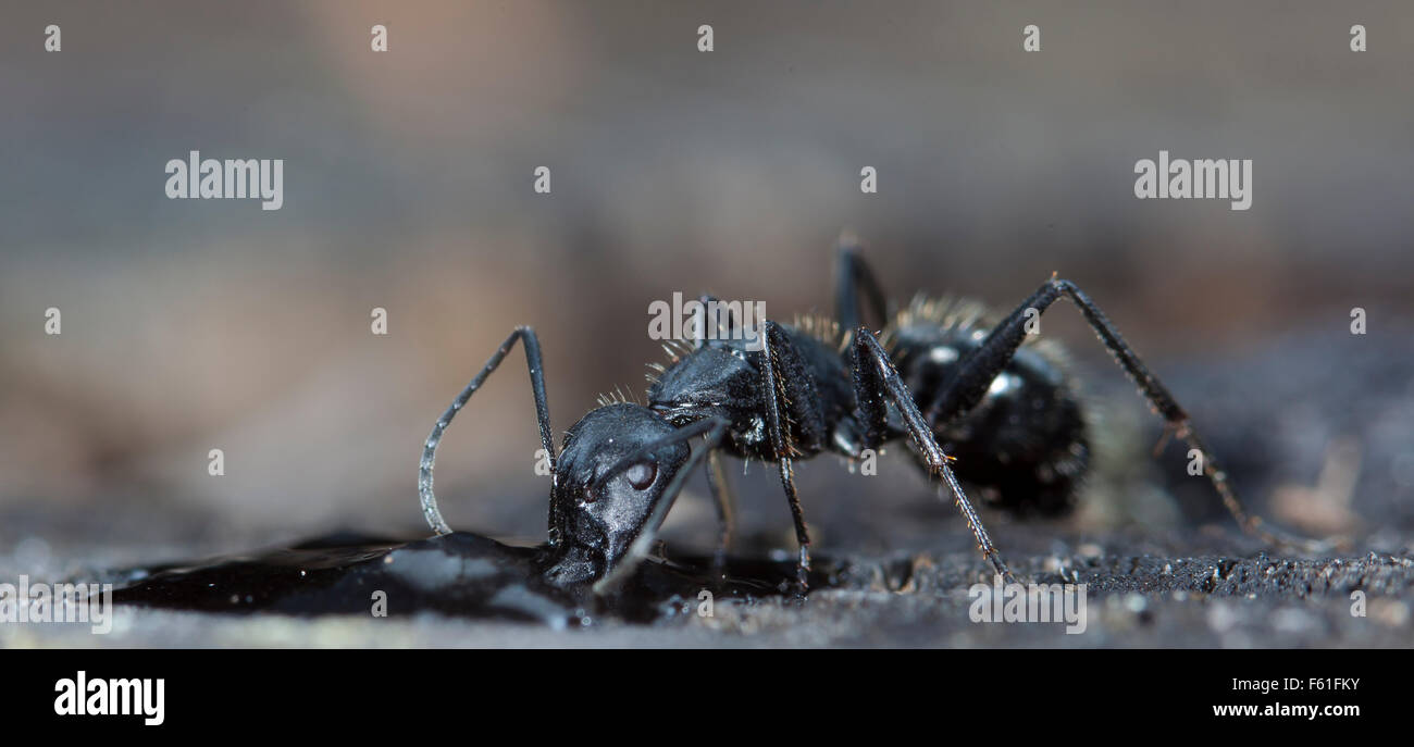 big forest ant eats strawberry jam Stock Photo - Alamy