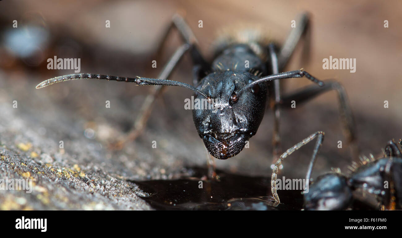 Big forest ant eats strawberry hi-res stock photography and images - Alamy
