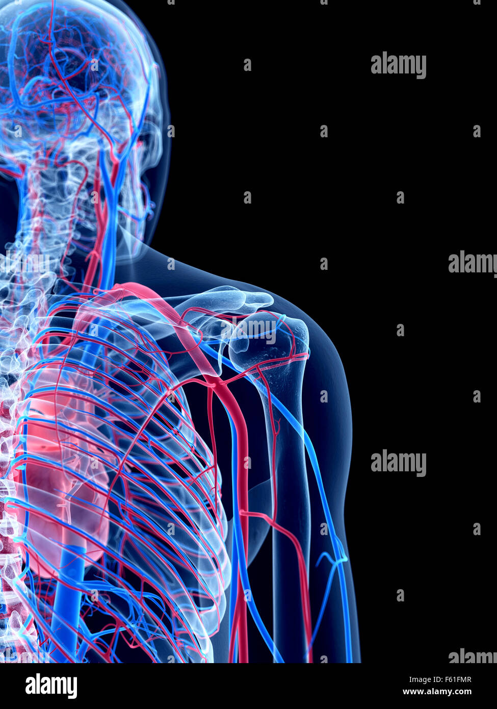 the human vascular system - the shoulder Stock Photo - Alamy