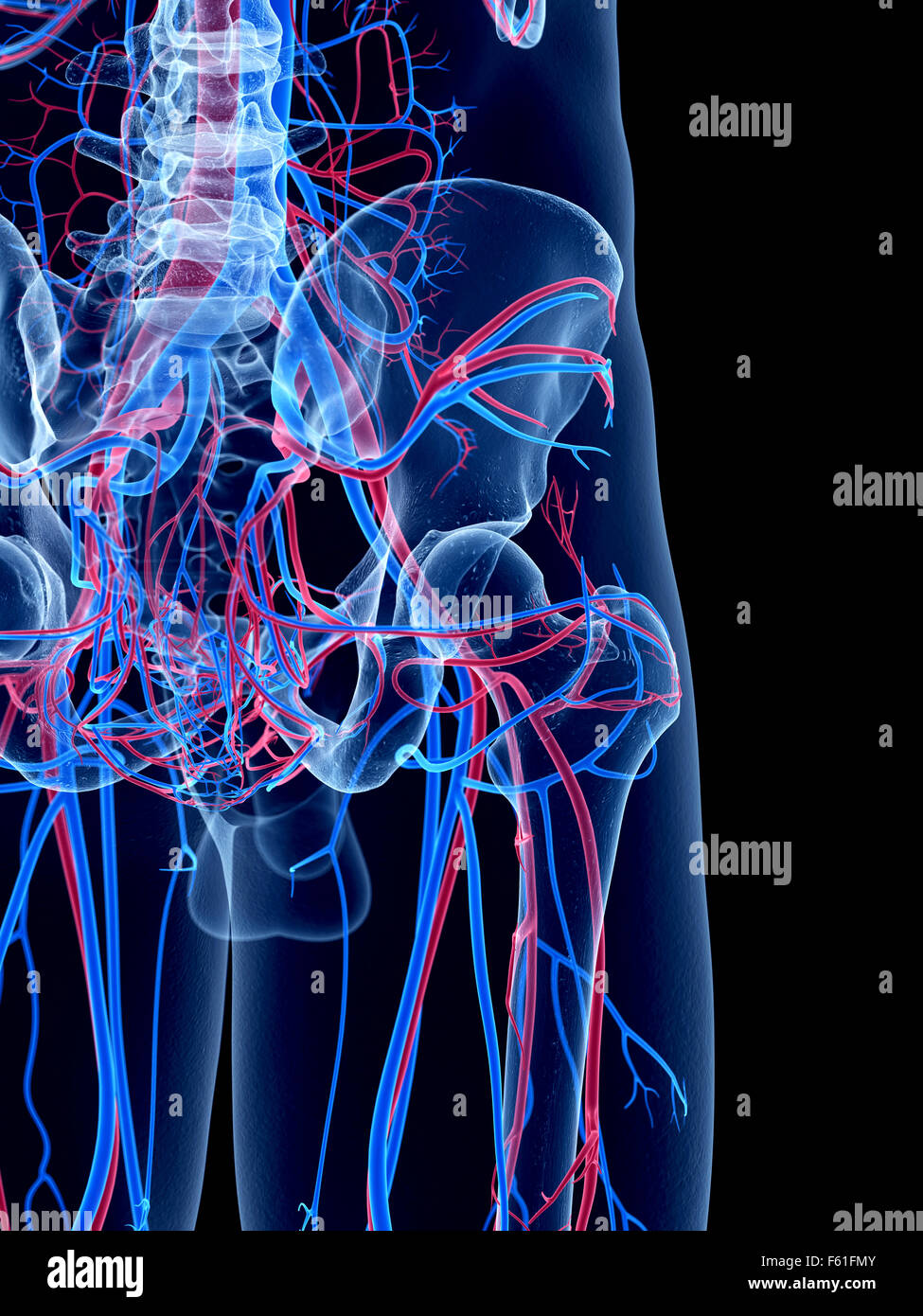 the human vascular system - the hip Stock Photo - Alamy