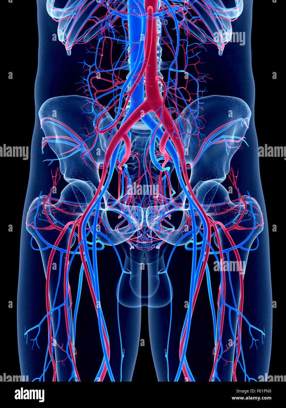 Posterior hip hi-res stock photography and images - Alamy