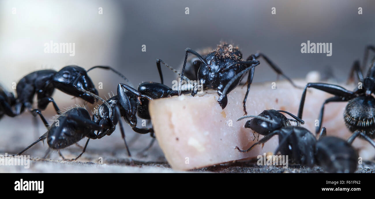 big forest ants eats piece of sausage Stock Photo - Alamy