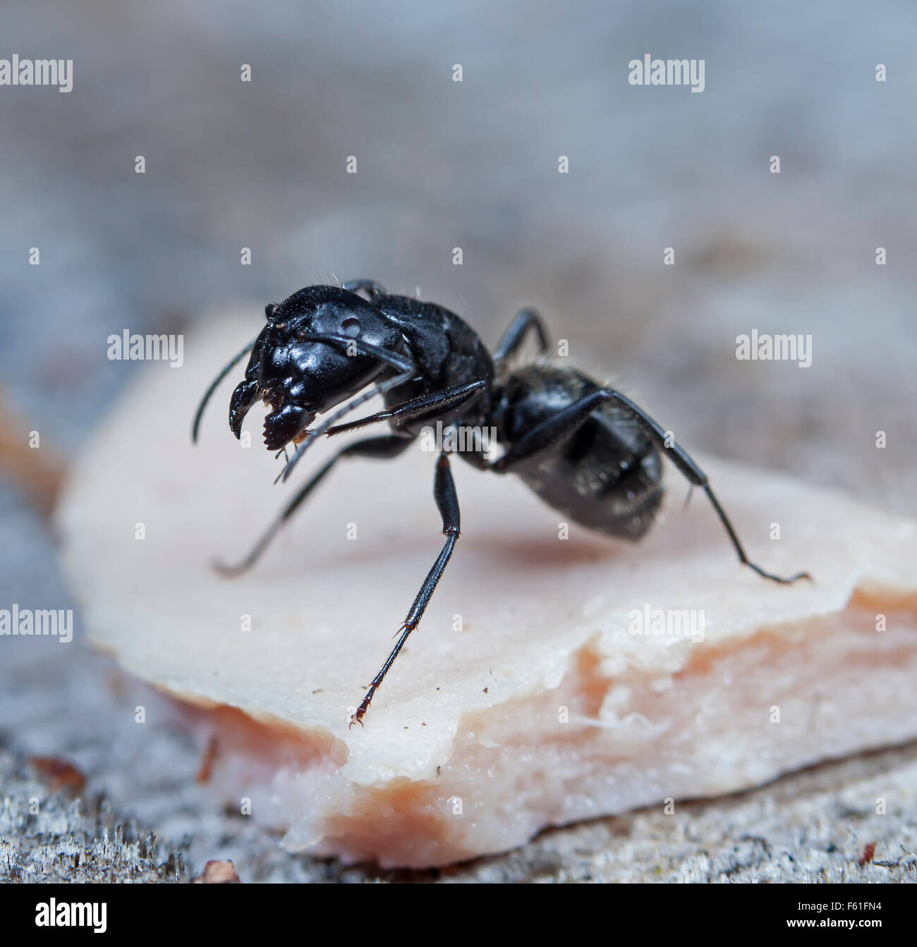 big forest ant eats piece of sausage Stock Photo - Alamy