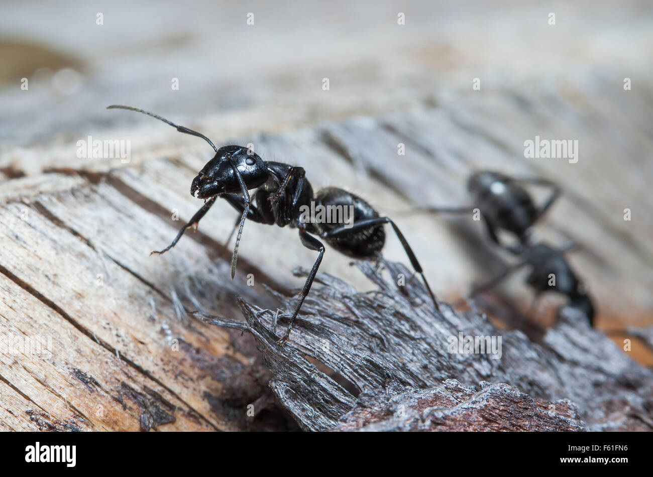 big forest ant in a native habitat Stock Photo - Alamy