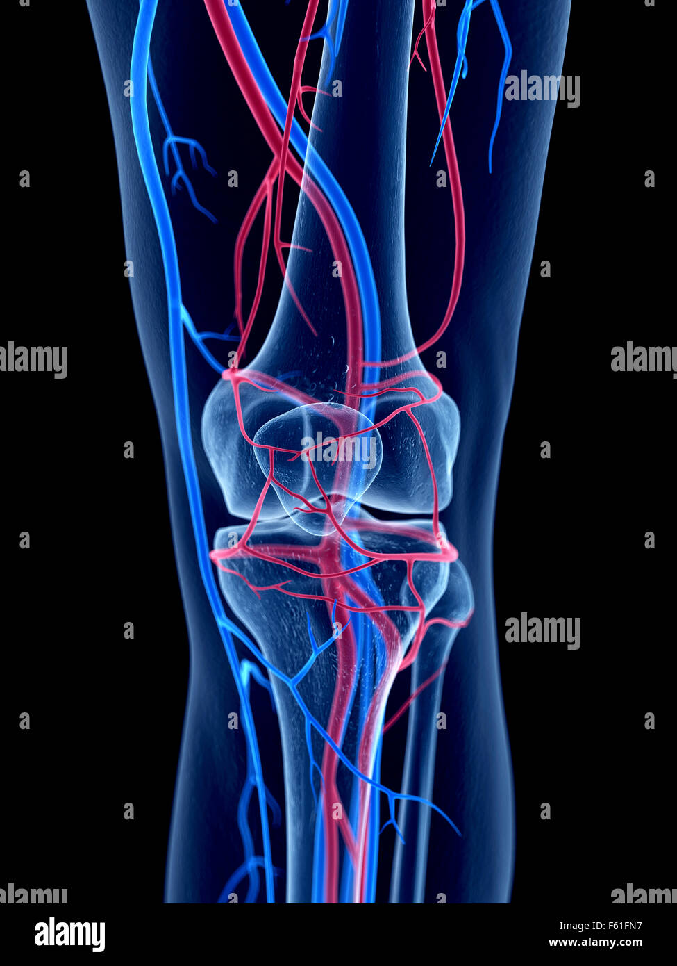 the human vascular system - the knee Stock Photo - Alamy