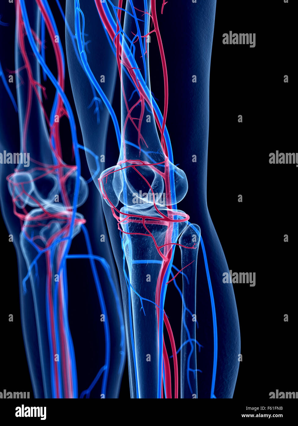 Bones of the knee hi-res stock photography and images - Alamy