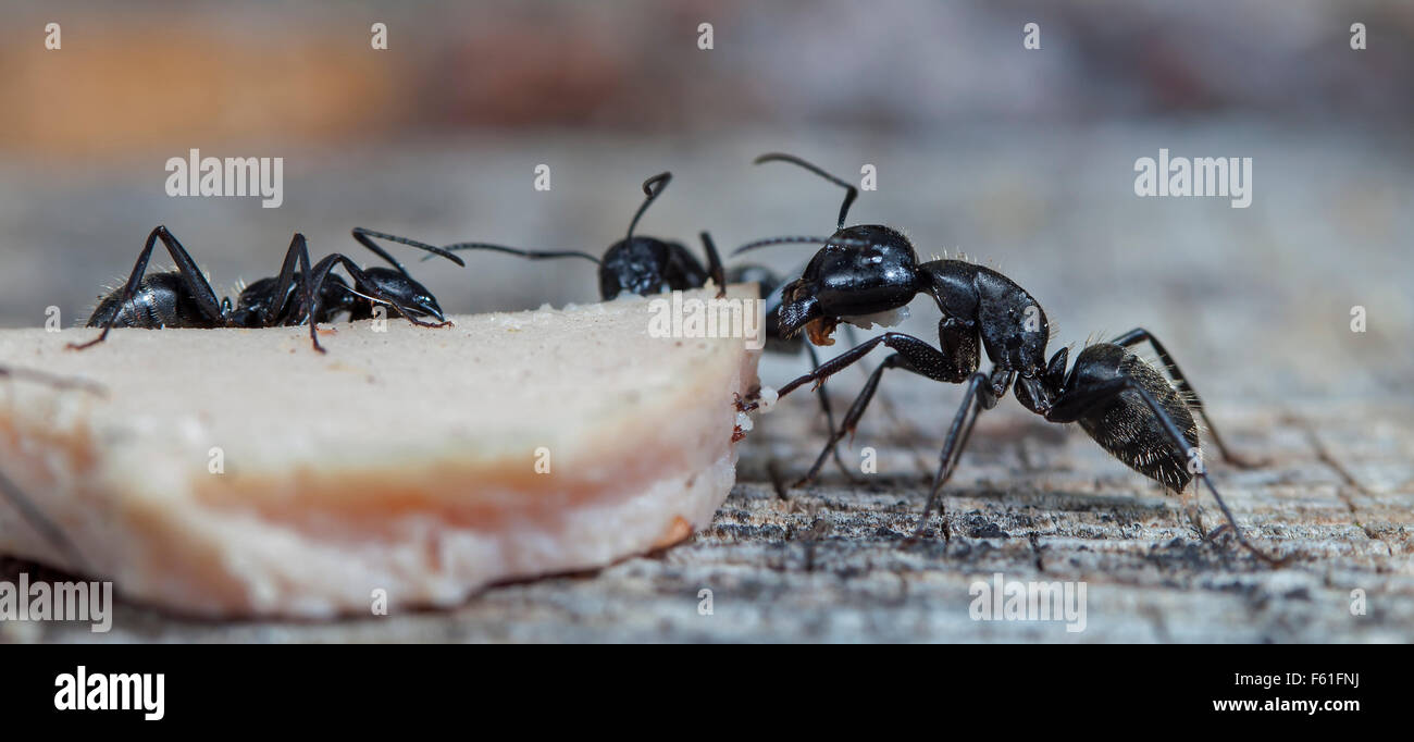 big forest ant eats piece of sausage Stock Photo - Alamy