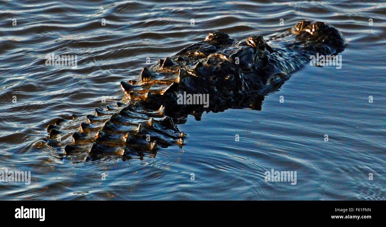 Florida alligator hi-res stock photography and images - Alamy