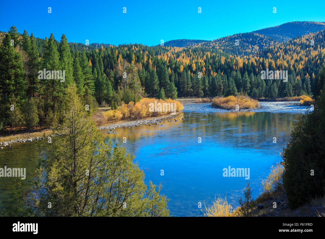 fall colors of larch along the blackfoot river at corricks riverbend ...