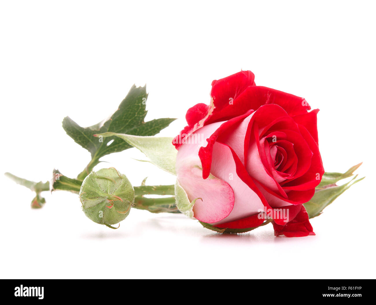 Red rose flower head isolated on white background cutout Stock Photo ...