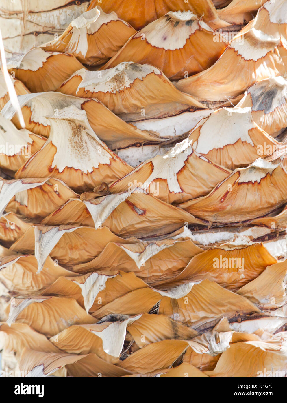 Bark of palm tree. Use for background or texture Stock Photo - Alamy