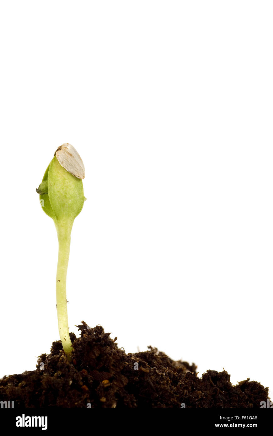 A New Life Stock Photo - Alamy