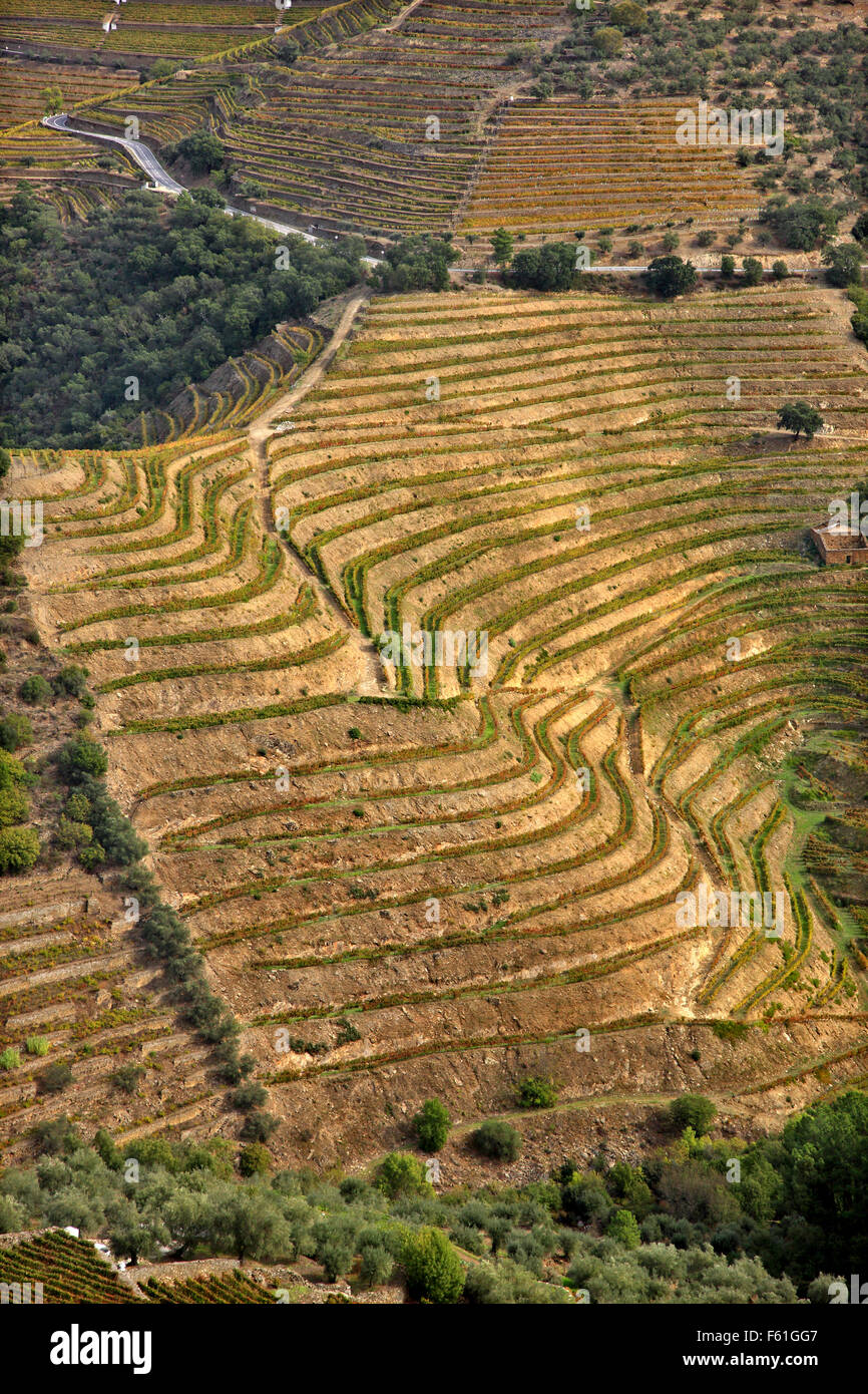 Vineyards in Pinhao valley in the heart of Alto Douro Wine Region ...