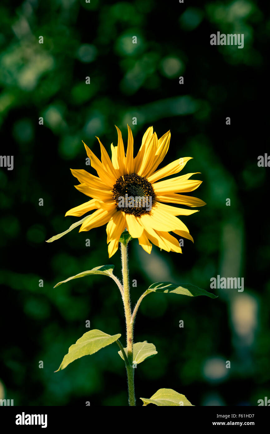 A single sunflower on a green background in direct sunlight Stock Photo ...