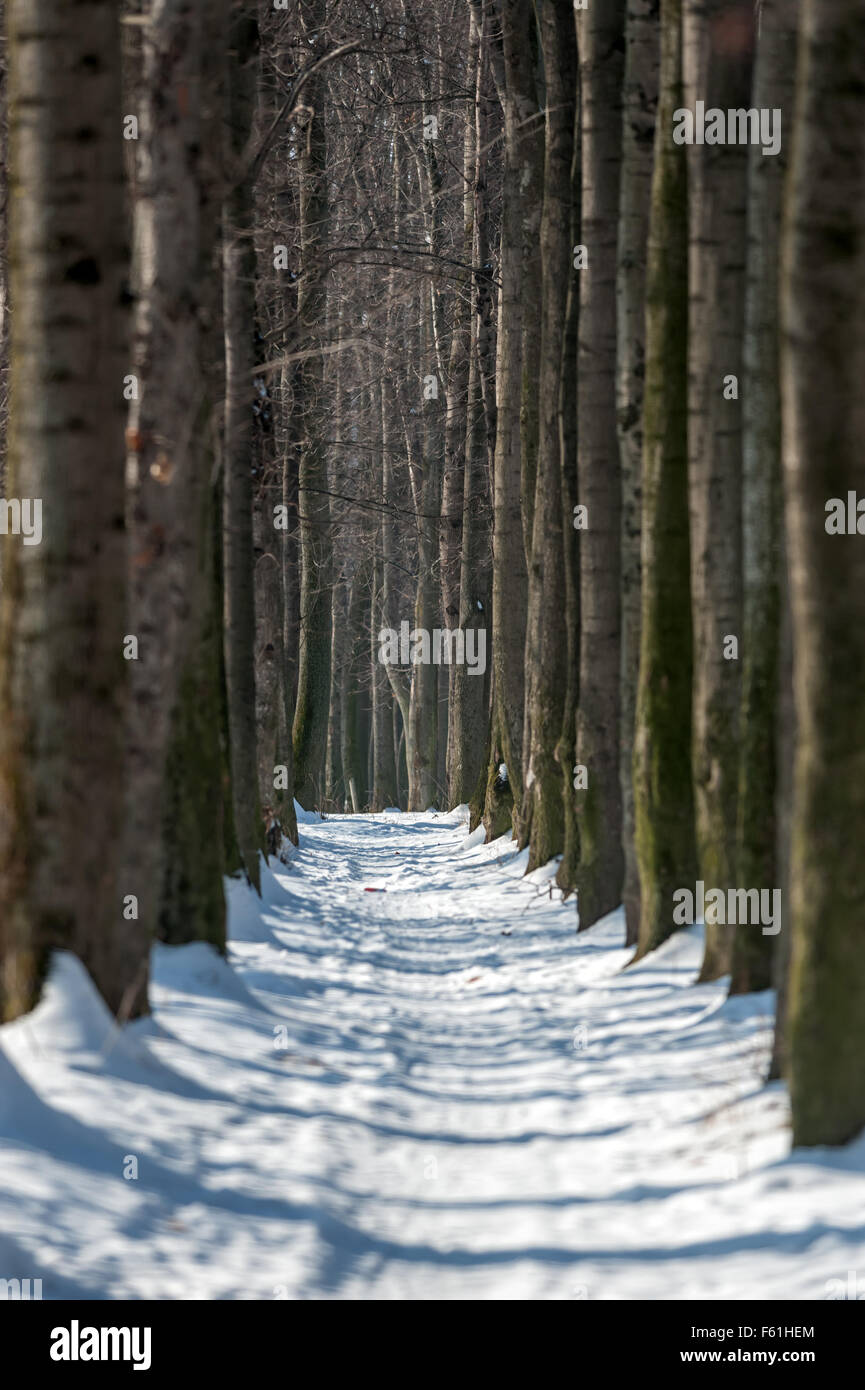 alley in snowy winter park Stock Photo - Alamy