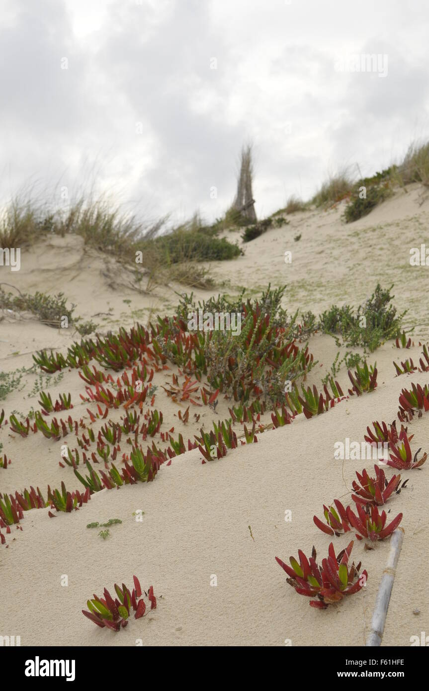 Beach plants hi-res stock photography and images - Alamy