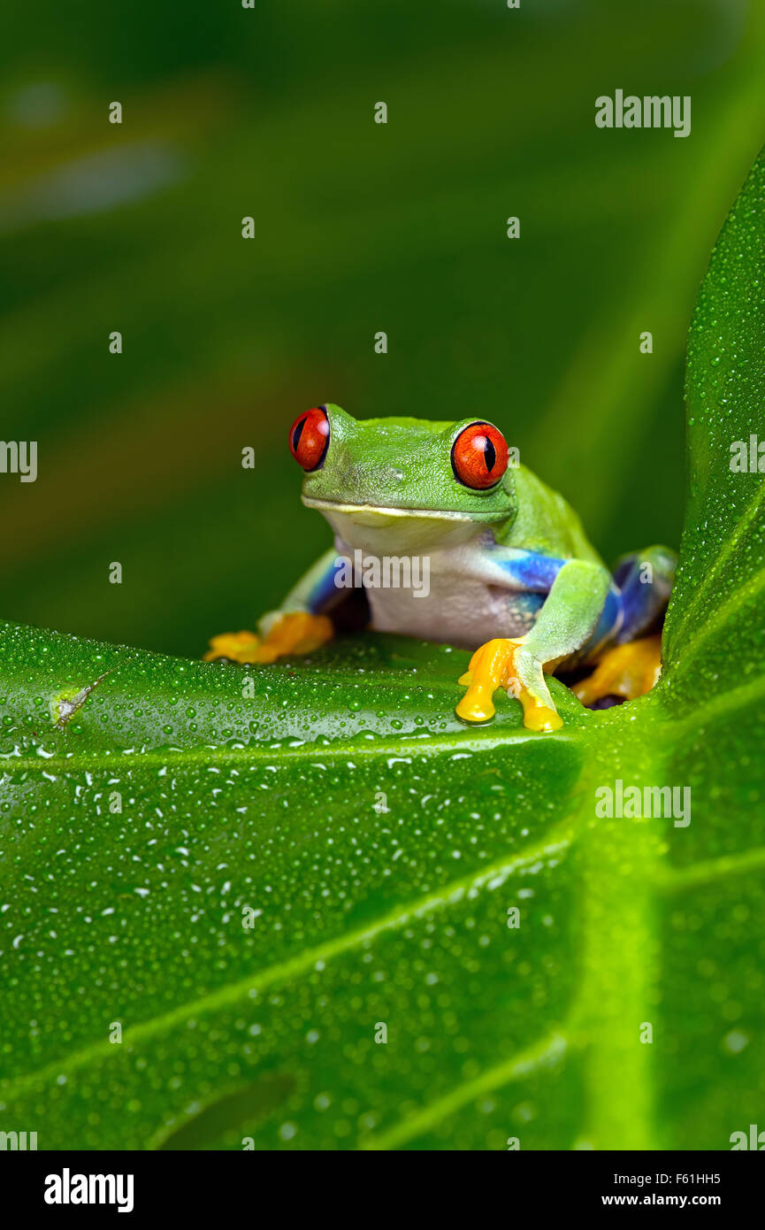 Red-Eyed Amazon Tree Frog (Agalychnis Callidryas Stock Photo - Alamy