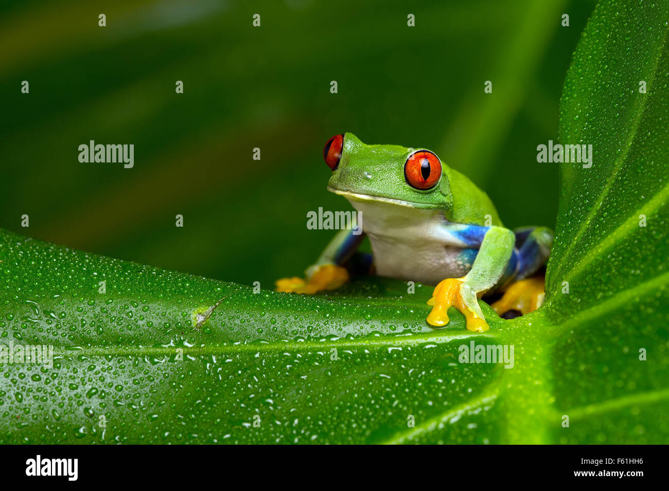 Red-Eyed Amazon Tree Frog (Agalychnis Callidryas Stock Photo - Alamy
