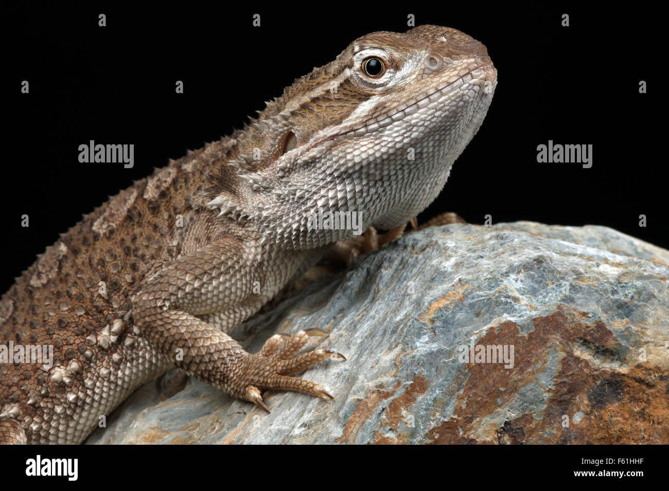 Rankin's Dragon (Pogona Henrylawsoni Stock Photo - Alamy