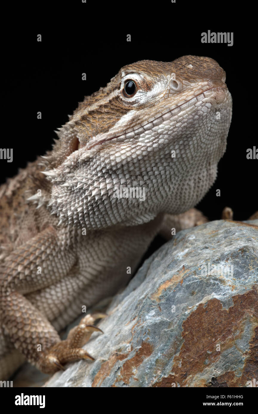 Dwarf bearded dragon hi-res stock photography and images - Alamy