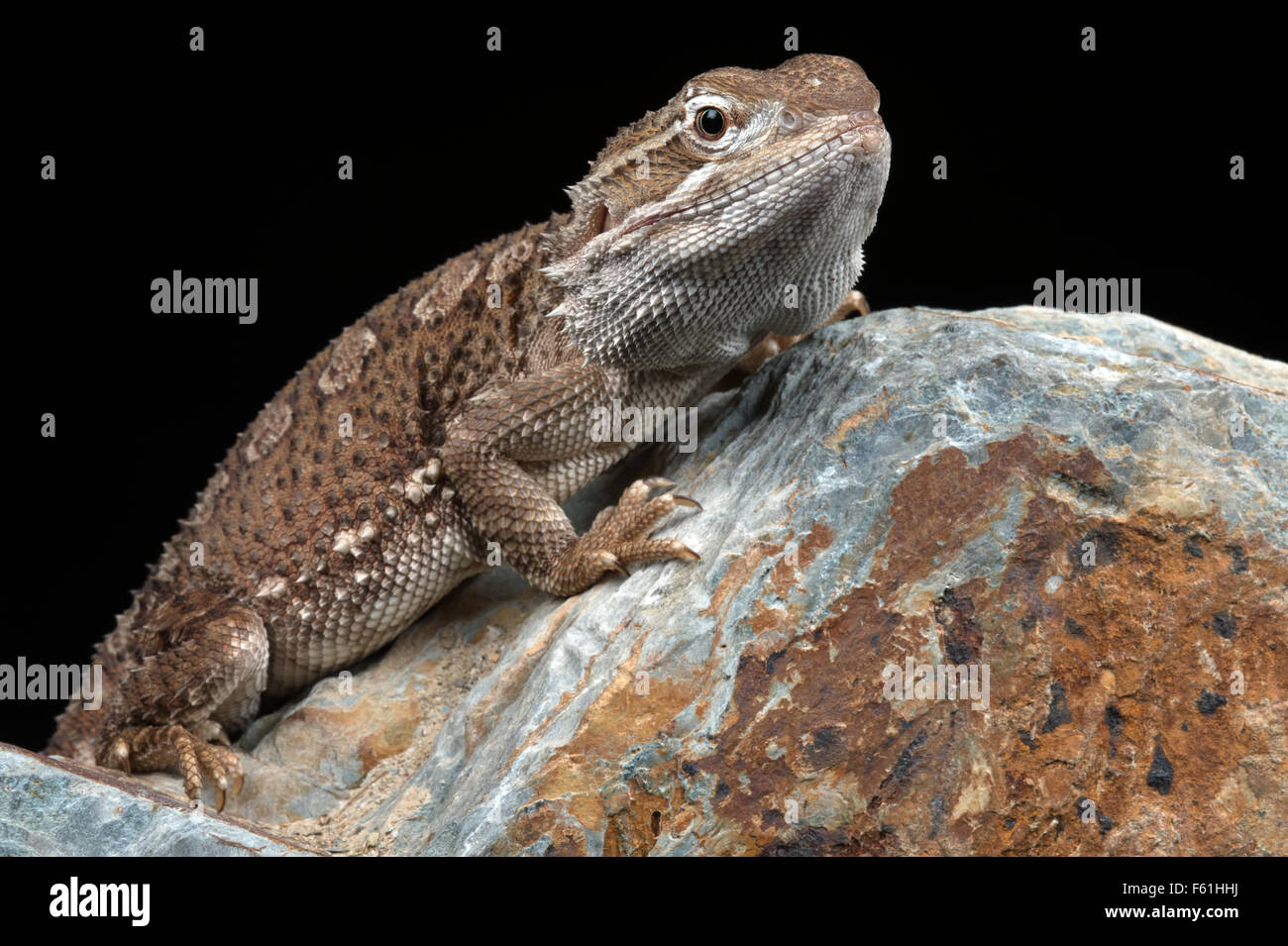Rankin's Dragon (Pogona Henrylawsoni Stock Photo - Alamy