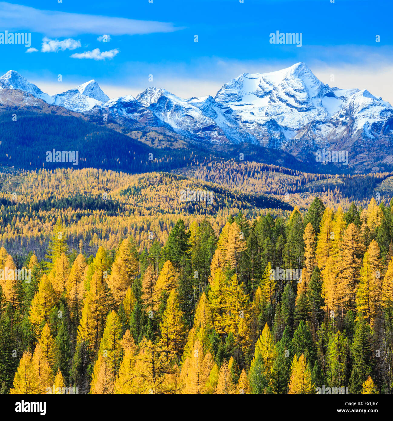 fall colors in foothills of the seeley-swan valley below the mission ...