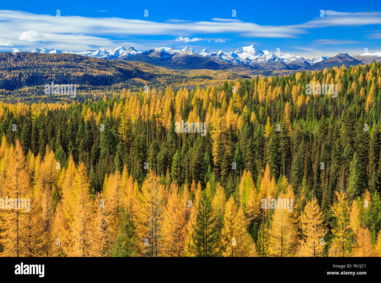 fall colors in foothills of the seeley-swan valley below the mission ...