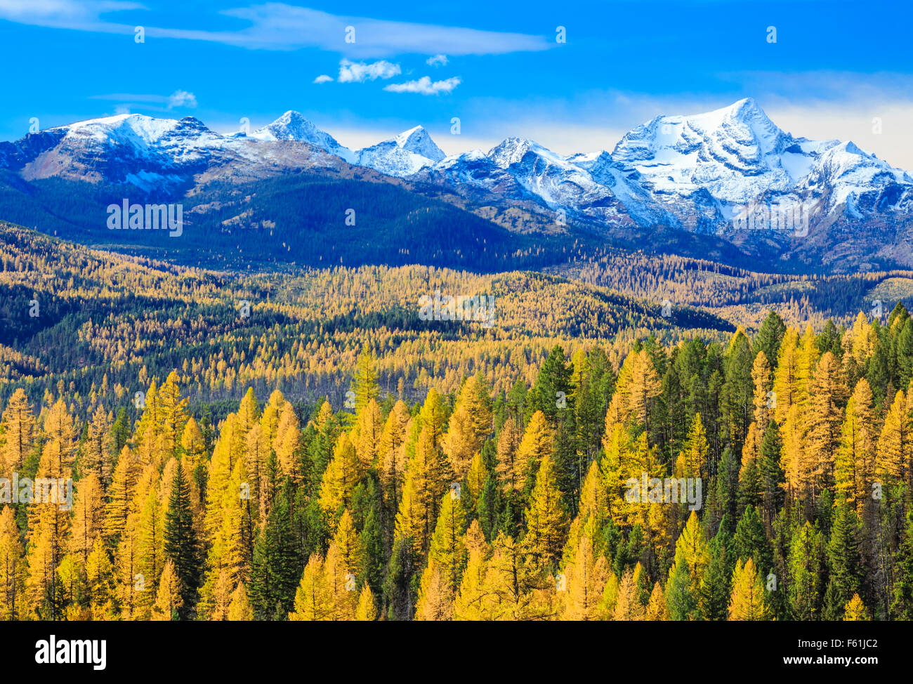 Montana tamarack forest in fall hi-res stock photography and images - Alamy