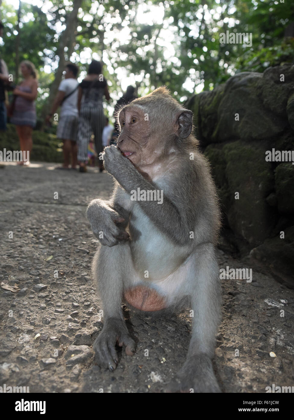 macaque monkey, bali Stock Photo - Alamy