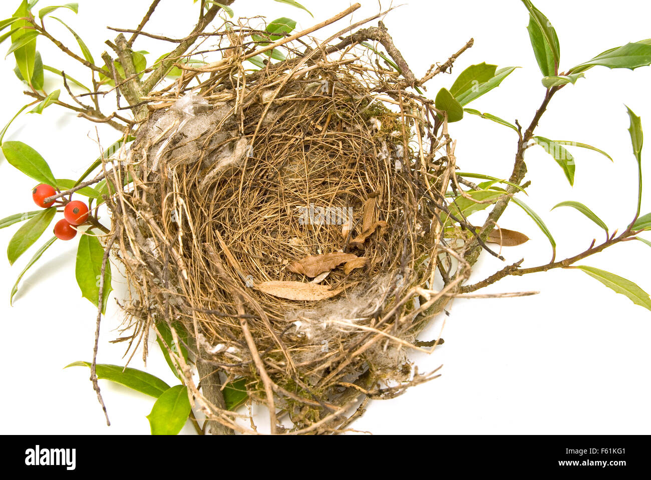 Empty Bird Nest With Greenery and Red Berries Stock Photo - Alamy