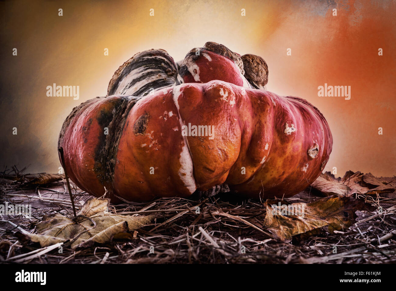 Ornamental punpkin hi-res stock photography and images - Alamy