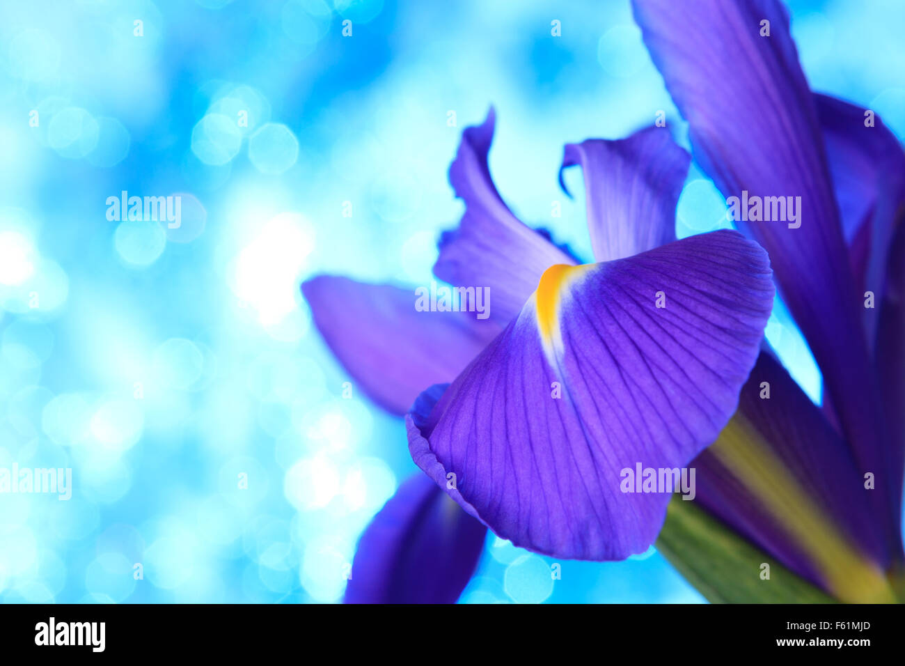 Beautiful blue iris flowers background Stock Photo - Alamy