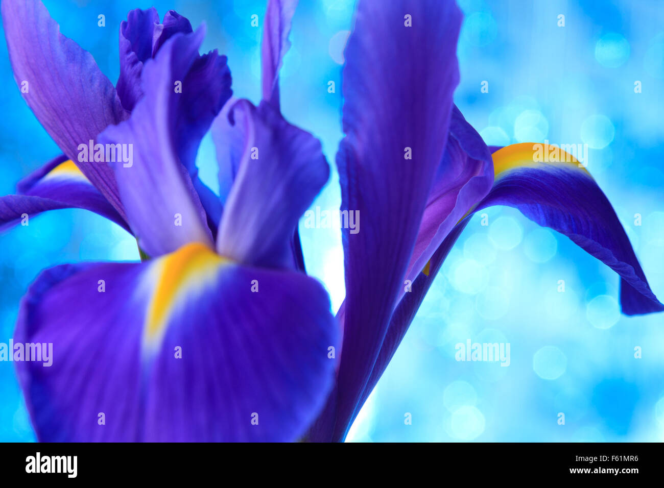Beautiful blue iris flowers background Stock Photo - Alamy