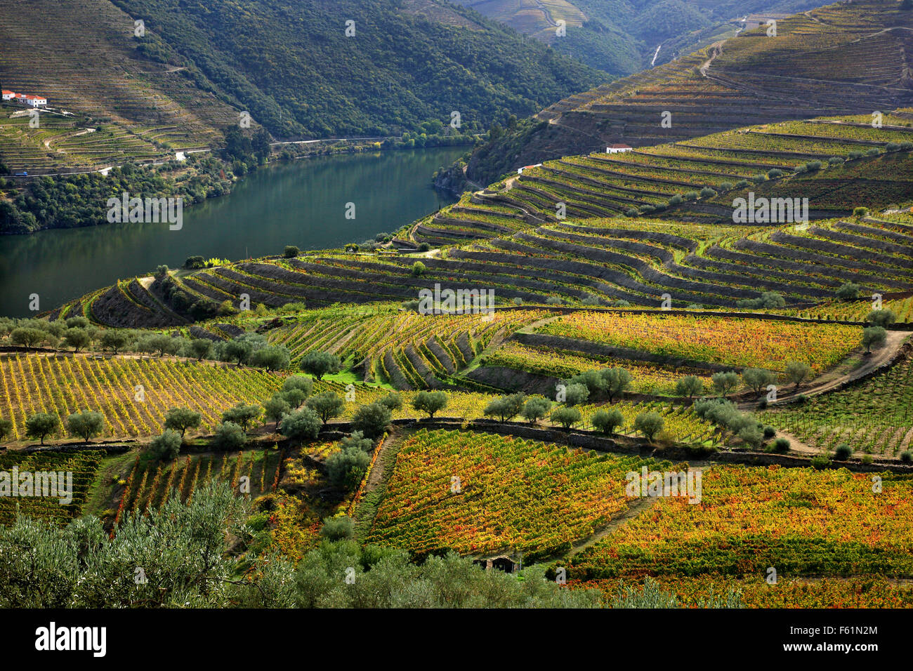 Vineyards in Douro valley in the heart of Alto Douro Wine Region ...
