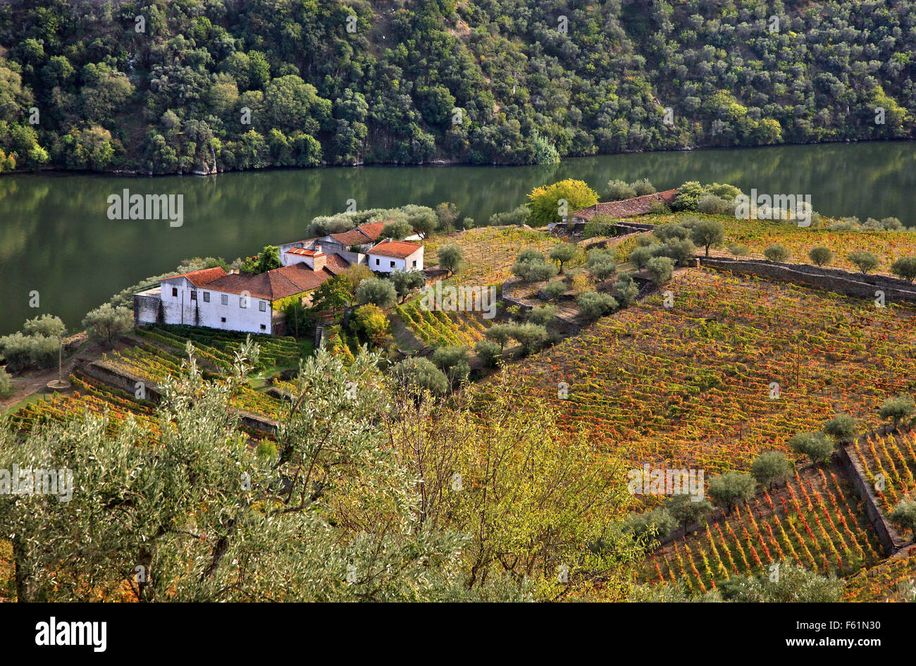 Vineyards in Douro valley in the heart of Alto Douro Wine Region ...